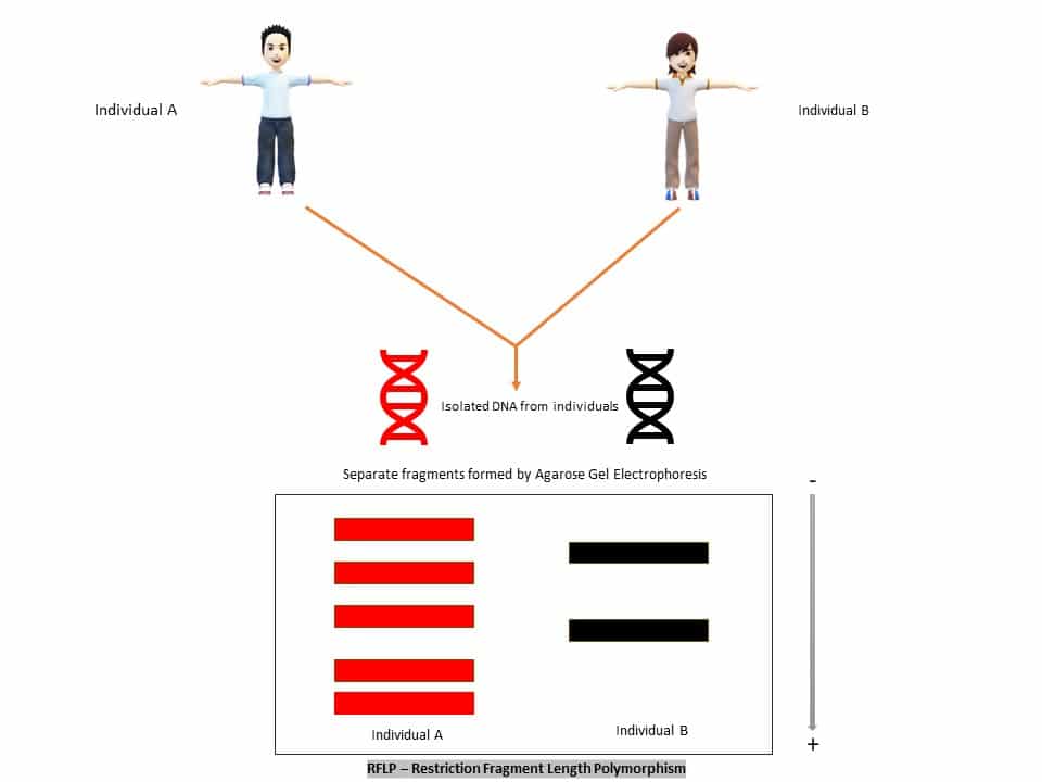 Restriction Fragment Length Polymorphism - RFLP; Explained