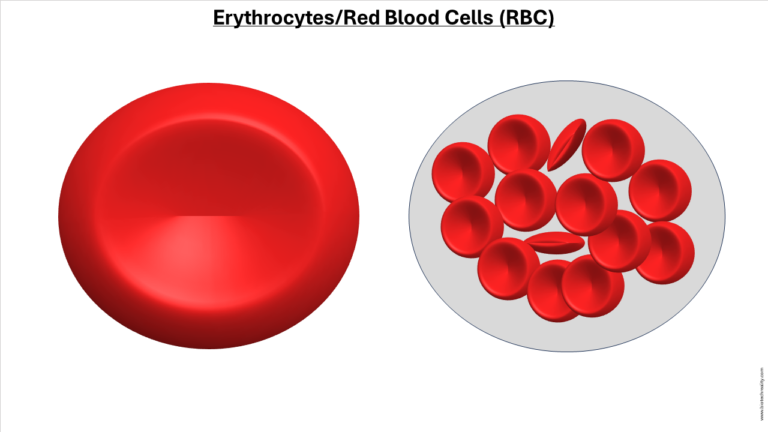 Erythrocytes or Red Blood Cells (RBC) – Structure, and Functions ...