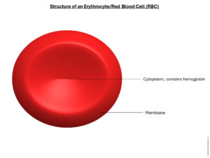 Erythrocytes or Red Blood Cells (RBC) – Structure, and Functions ...
