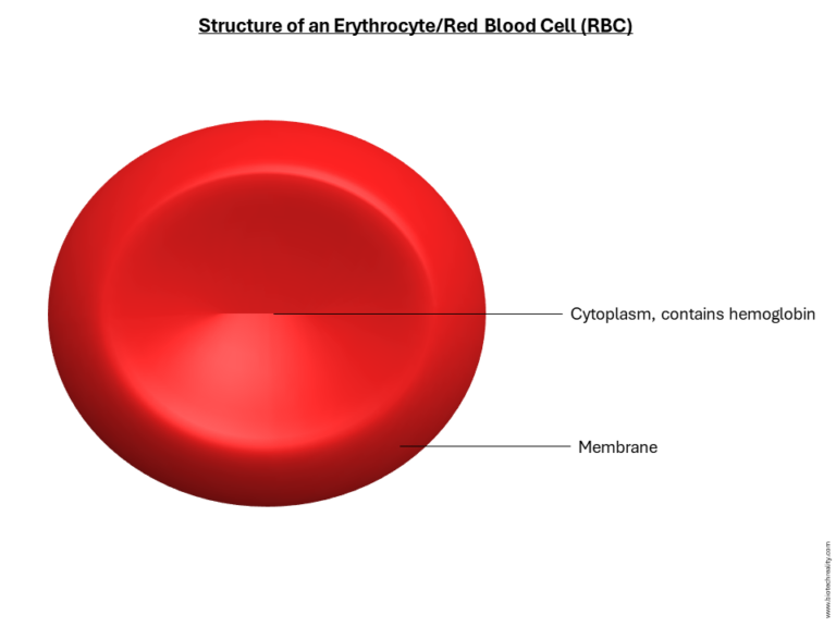 Erythrocytes or Red Blood Cells (RBC) – Structure, and Functions ...