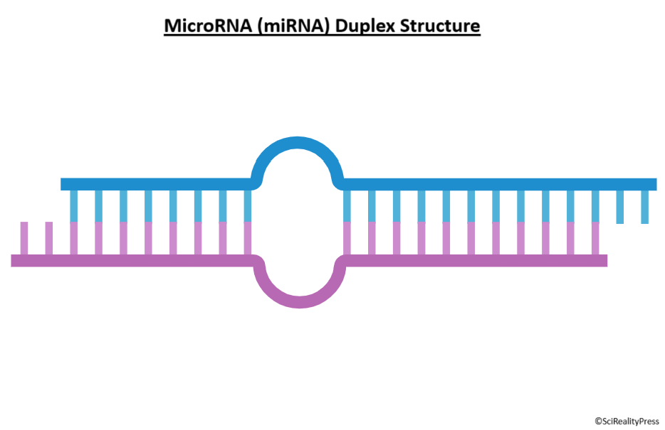 MicroRNA (miRNA) - An Overview on Structure and its Working