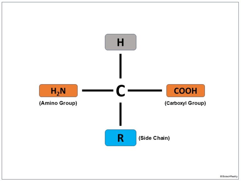 20 Types of Amino Acids - Details and Structure