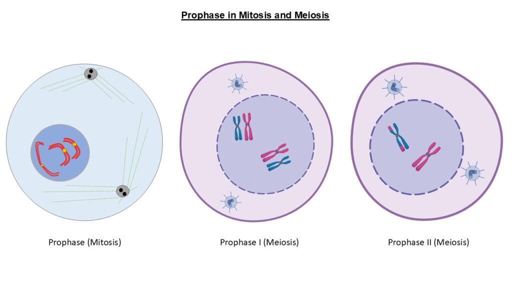 MicroRNA (miRNA) - An Overview on Structure and its Working